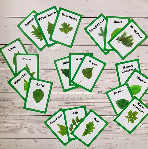 Double pack – tree leaf identification cards – Rubbastuff